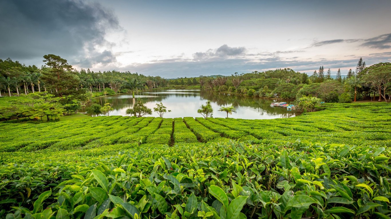 Visit Mauritius - Bois Cheri Tea Factory and Tea Museum - Arts & Culture